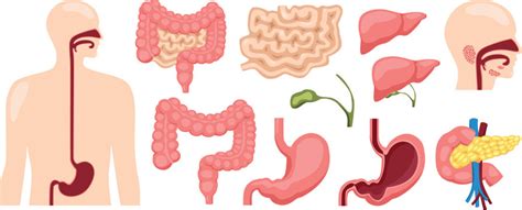 Digestive System Cartoon Mouth