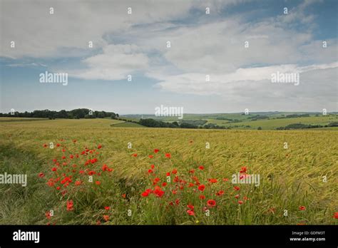 A Field Of Poppies Papaver Rhoeas On The South Downs National Park