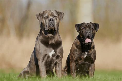 Best Dog Food For Cane Corso 2024