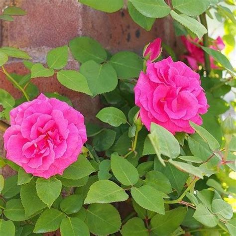 Rosa Zéphirine Drouhin - Climbing Rose – Future Forests