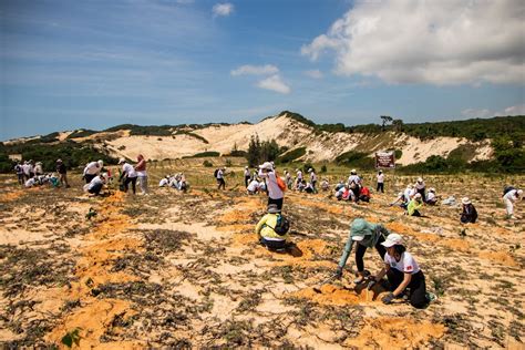 Plantación De árboles Comunitarios En Las Dunas De Arena De Phan Thiết