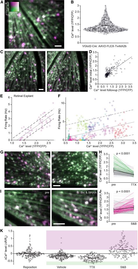 Diversity In Homeostatic Calcium Set Points Predicts Retinal Ganglion