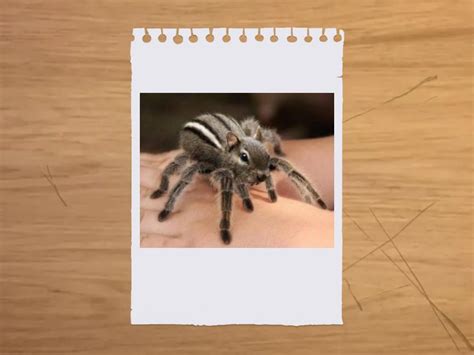 Інформаційний шум та фейки Флеш картки