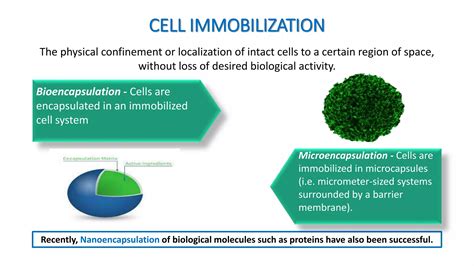 Plant Cell Immobilization Pptx