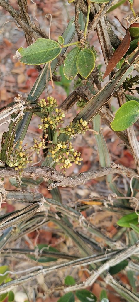 How To Grow Cissus Quadrangularis Earthone