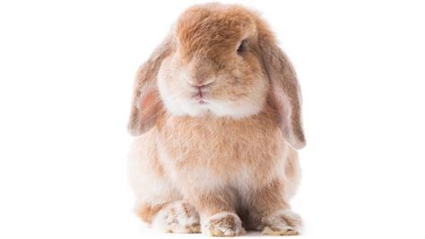 Rabbit Abscess Causes Treatment And Prevention Everbreed