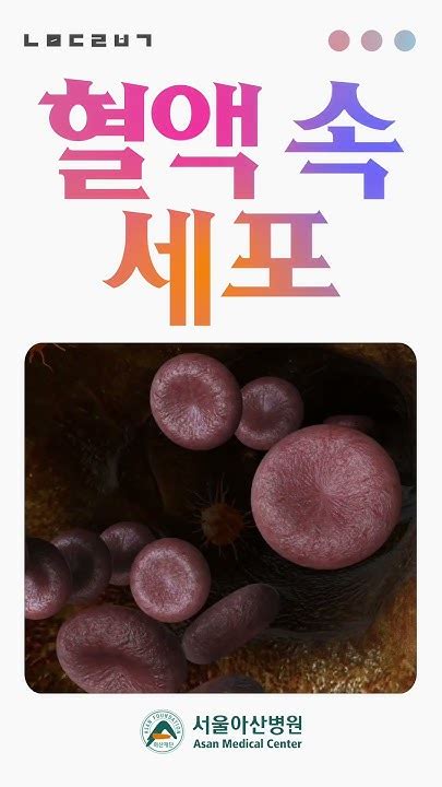 혈액 속 세포 백혈구 적혈구 혈소판에 대하여 알아볼까요 Youtube