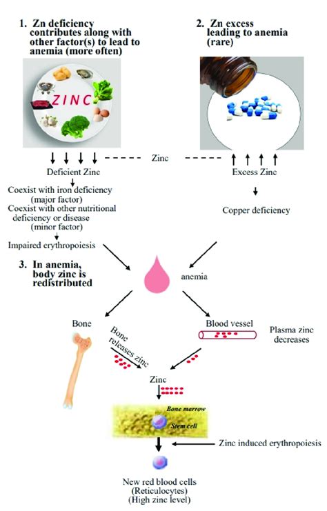 Association Of Zinc With Anemia Inadequate Zinc Status Zinc