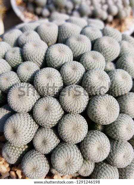 Plot Cactus Stock Photo 1291246198 Shutterstock