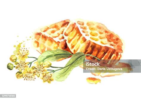신선한 벌집과 린든 꽃 흰색 배경에 고립 된 손으로 그린 수채화 그림 꿀에 대한 스톡 벡터 아트 및 기타 이미지 꿀 수채화 건강관리와 의술 Istock