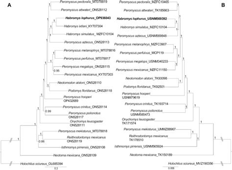 Bayesian Phylogenetic Tree Of Neotomineperomyscine Mice Using A Download Scientific Diagram
