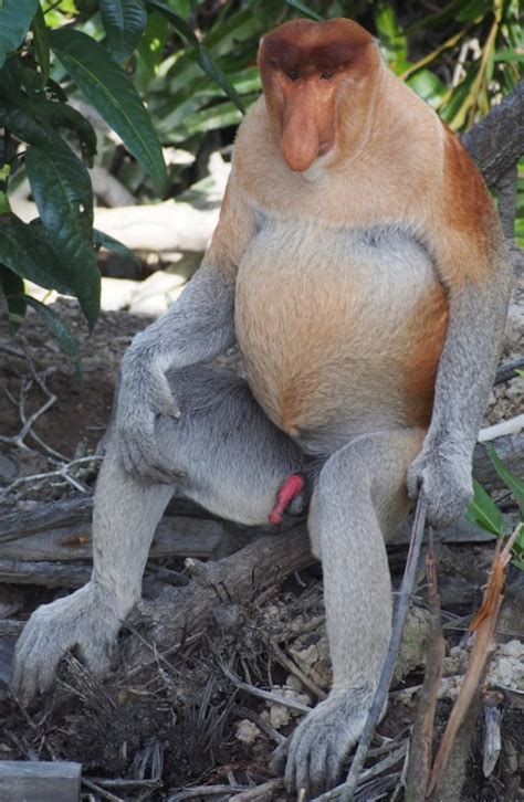 Proboscis Monkey Nasalis Larvatus Raidke