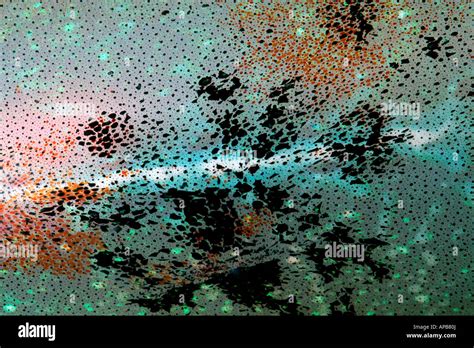 Caribbean Reef Squid Chromatophores Sepioteuthis Sepioidea Venezuela