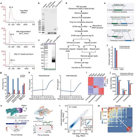 Characterization Of Ric Seq Technology A The Rna Fragment Sizes Were