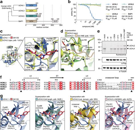 Structural Basis For Specific Inhibition Of The Deubiquitinase Uchl1 Pmc