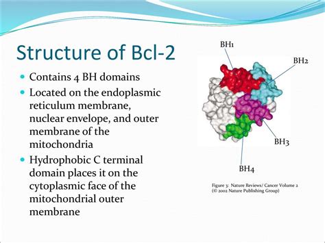 Regulator Of The Apoptotic Pathway Ppt Download