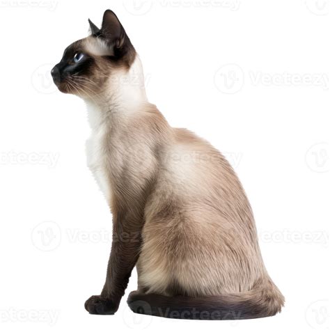 Cat Body Profile