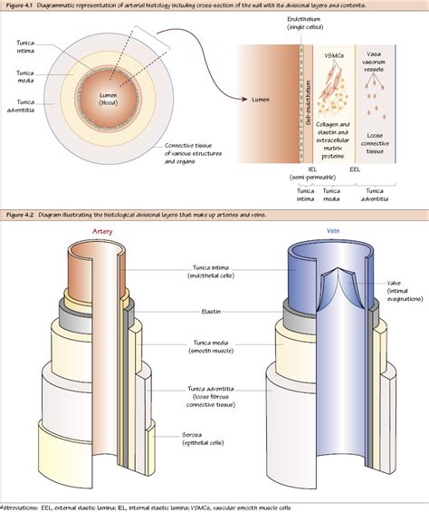 Vascular Biology Thoracic Key