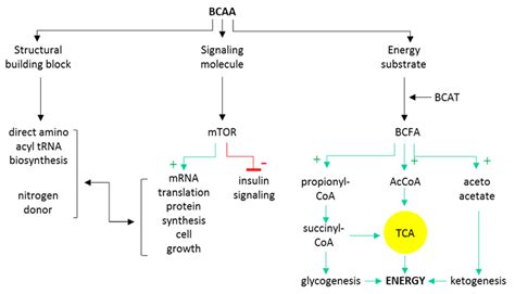 Gut Microbiota As The Link Between Elevated Bcaa Serum Levels And