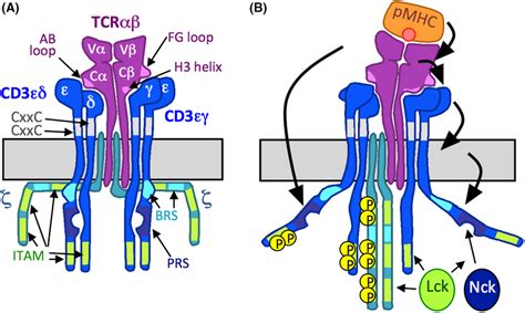 The αβ Tcr Complex A The Tcrαβ Heterodimer Binds To Pmhc With Its Download Scientific