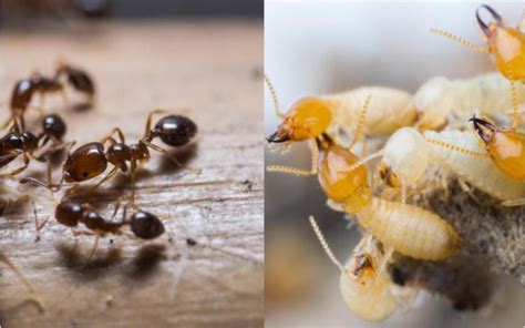 Termites Vs Ants Key Differences Explained