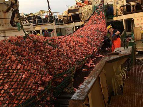 600 Mesh Balloon Trawl