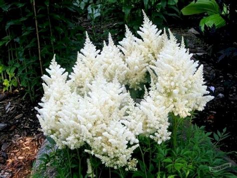 Купить Астильба Арендса Диамант (Diamant) (Astilbe arendsii Diamant ...