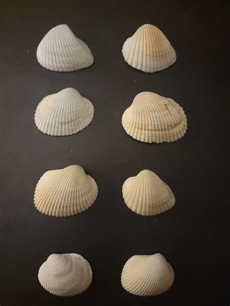 8 Beautiful White Cockle Shells Etsy