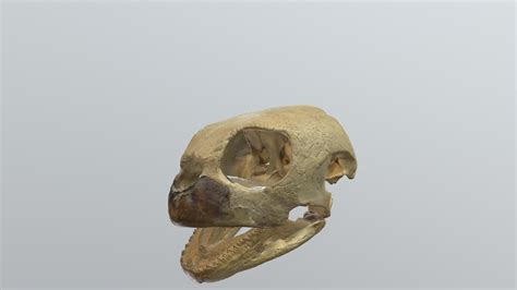Green Sea Turtle Skull And Jaw 3d Model By Kobayashi1943 872c68e