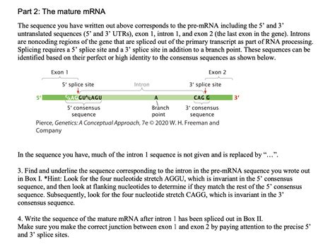 Solved Part 2 The Mature MRNA The Sequence You Have Written Chegg Com
