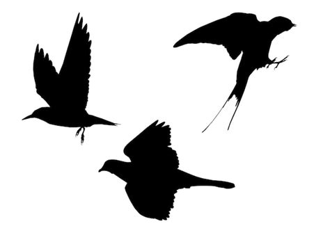 Silueta De Aves Voladoras Vector Premium