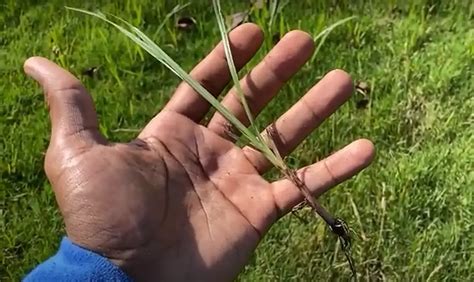 How To Get Rid Of Nutsedge Grass Killer