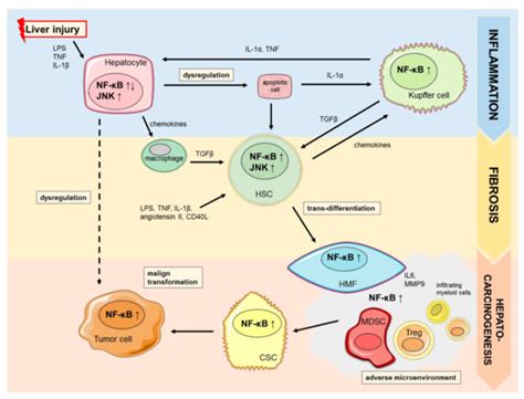 Cancers Free Full Text Context Dependent Role Of Nf κb Signaling In