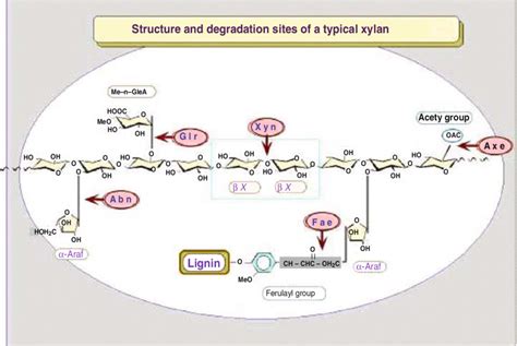 Composition Of A Typical Xylan Component Of Hemicellulose The Download Scientific Diagram
