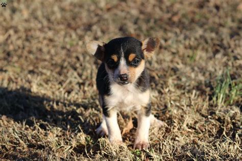 Chihuahua Mix With Doberman Pinscher