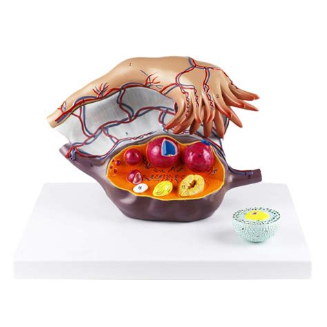 Buy XIEJI Female Ovaries Anatomy Model Ovarian Uterine Structural Model