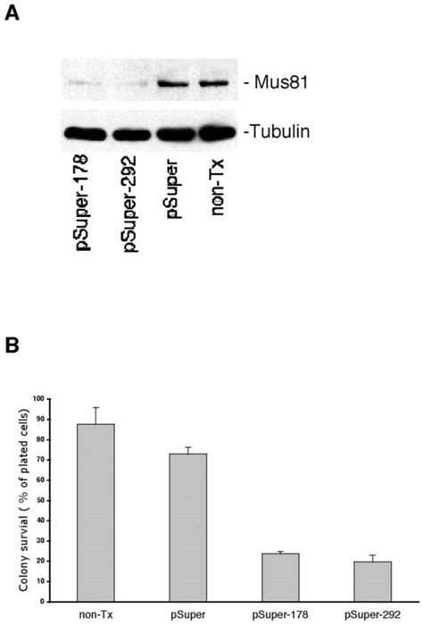 Suppression Of Mus81 By Rnai Results In Reduced Viability A
