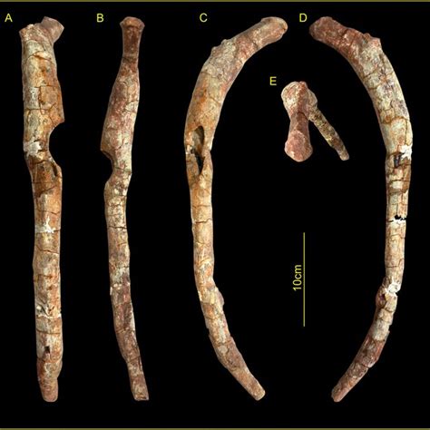 External Morphology Of The Pathological Lufengosaurus Huenei Sauropod Download Scientific