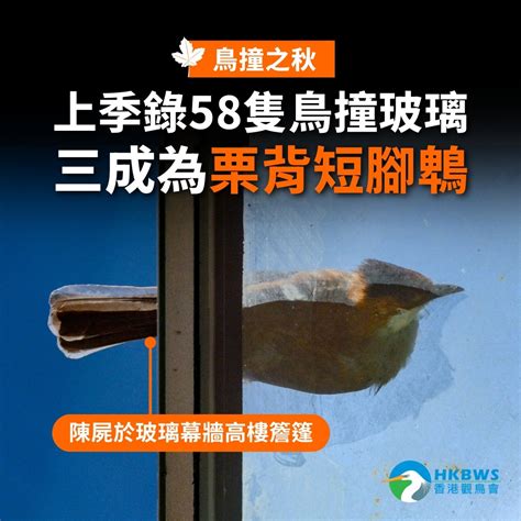秋季鳥撞玻璃速報 Hong Kong Bird Watching Society