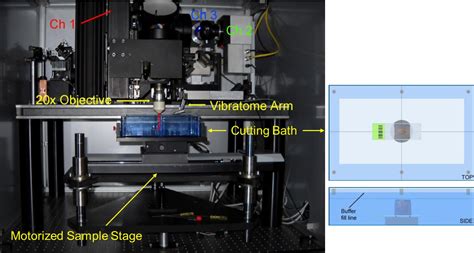 Figure 2 From Allen Mouse Brain Connectivity Atlas Technical White Paper Overview Overview The