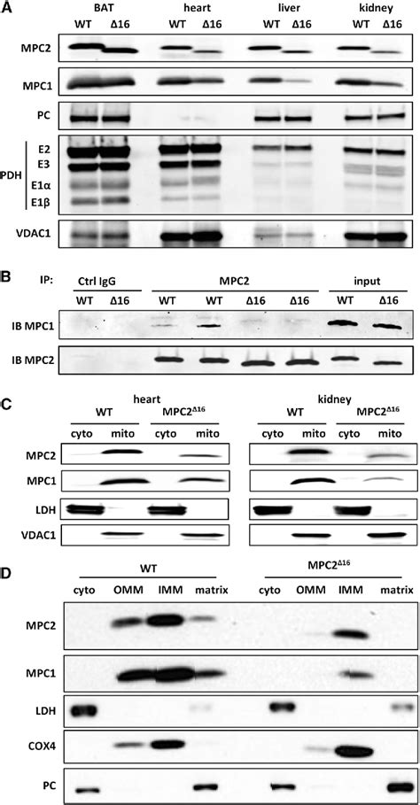 Figure 2 From Mitochondrial Pyruvate Carrier 2 Hypomorphism In Mice