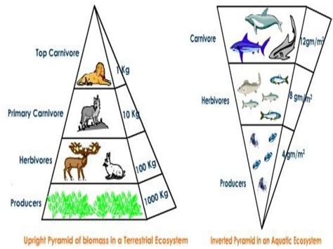 Food Web Ecological Pyramid Food Chain Ecosystem Ecol