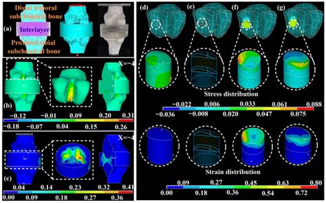 Three Dimensional Printed Osteochondral Scaffold With Biomimetic Surface Curvature For