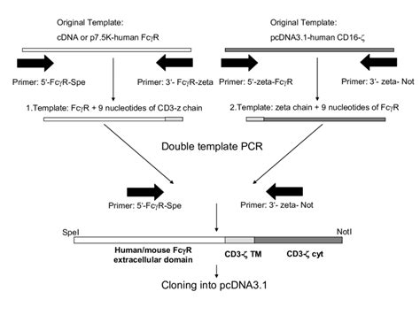 1 Cloning Strategy For Constructing The Chimeric Fcγr ζ Receptors Download Scientific Diagram