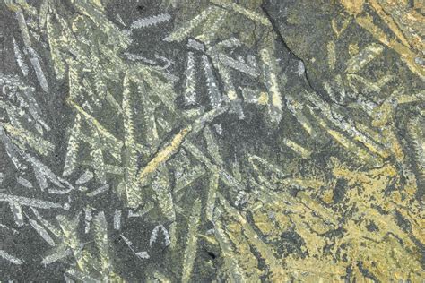 57 Fossil Graptolite Cluster Didymograptus Wales 242381 For 57 Fossil Graptolite Cluster Didymograptus Wales 242381 For