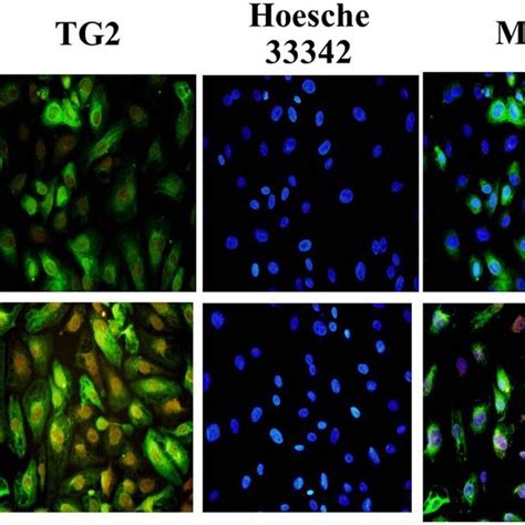 Cell Surface Biotinylation Of Cell Surface Proteins Identifies