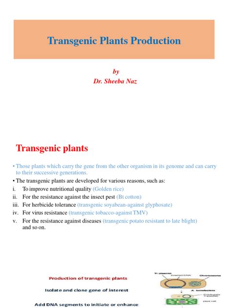 10 Transgenic Plant Production 2024f Download Free Pdf Genetically