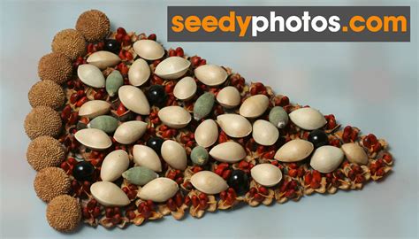 Seedy Photos Home Facebook