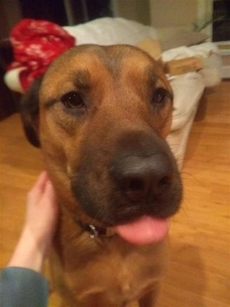 Remi Wants To Make Friends With Your Pups We Should Make This Happen