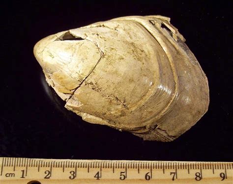 Louisville Fossils And Beyond Sep 20 2014